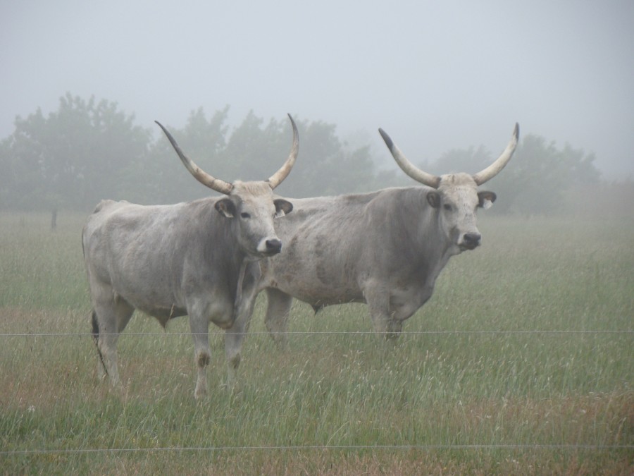 Origins and HIstory – Hungarian Pumi Club of America, Inc