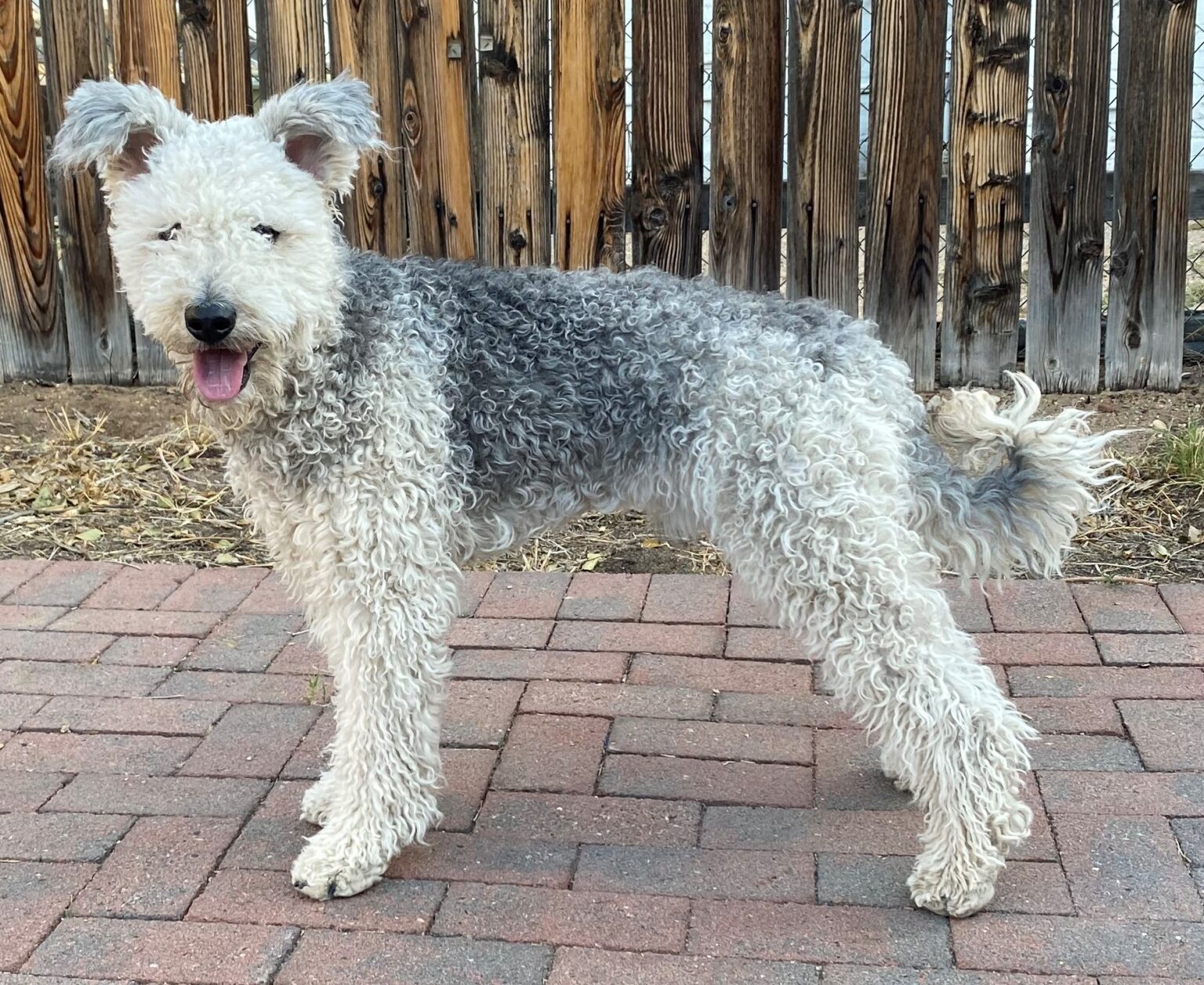 Fawn – Hungarian Pumi Club of America, Inc