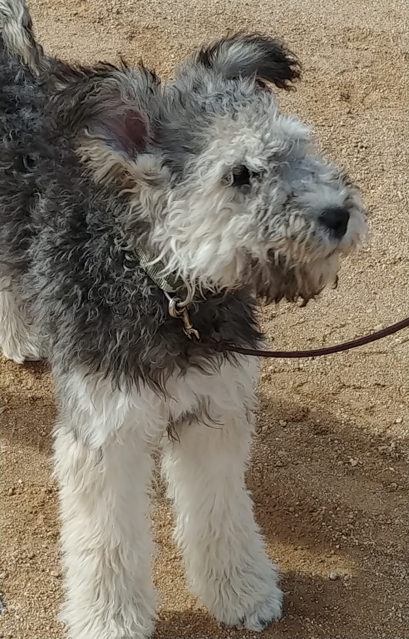 Fawn – Hungarian Pumi Club of America, Inc